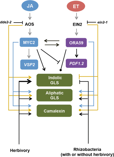 Jasmonic Acid and Ethylene Signaling Pathways Regulate Glucosinolate ...