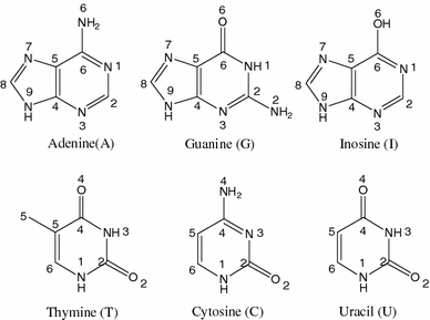 Interactions of Metal Ions with DNA and Some Applications | SpringerLink