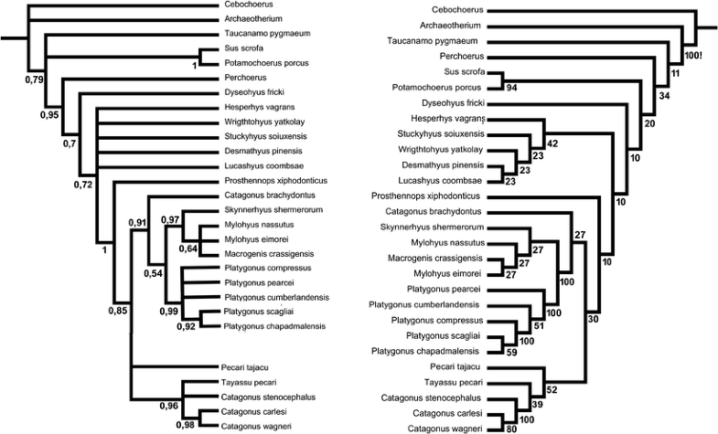 Phylogenetic Systematics of Peccaries (Tayassuidae: Artiodactyla) and a ...