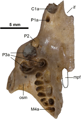 The Skull of Epidolops ameghinoi from the Early Eocene Itaboraí Fauna ...
