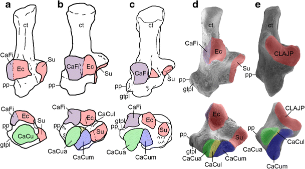 The Skull of Epidolops ameghinoi from the Early Eocene Itaboraí Fauna ...