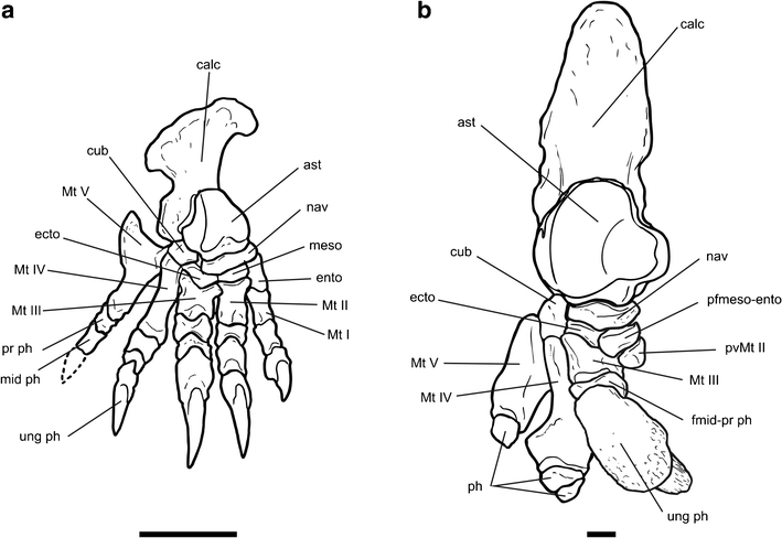 The Concept of a Pedolateral Pes Revisited: The Giant Sloths ...