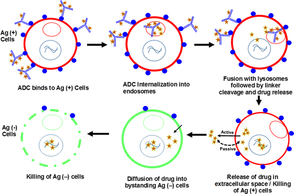 Quantitative characterization of in vitro bystander effect of antibody ...