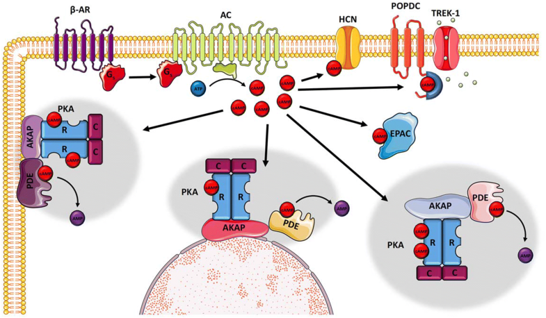 The Popeye domain containing gene family encoding a family of cAMP ...