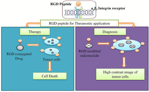 RGD Peptide as a Targeting Moiety for Theranostic Purpose: An Update Study | SpringerLink