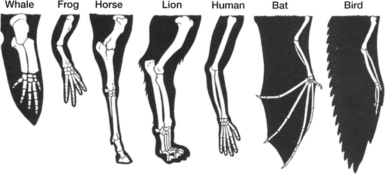 What is the body without organs? Machine and organism in Deleuze and ...