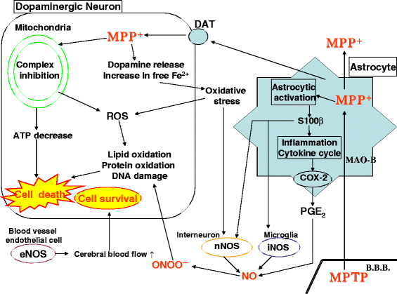 Comparative pharmacological study of free radical scavenger, nitric ...
