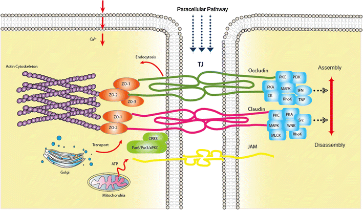 The role of epithelial tight junctions involved in pathogen infections ...