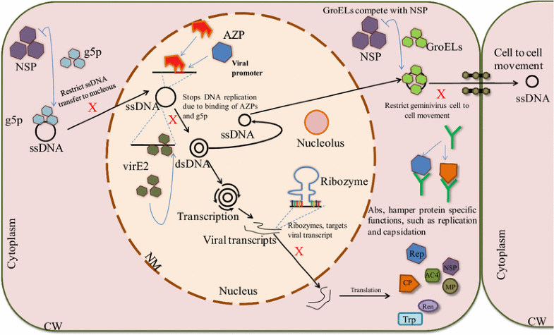 Application of molecular antiviral compounds: novel approach for ...