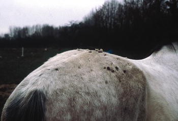 Dermatophytoses in Animals | SpringerLink