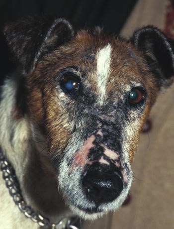 Dermatophytoses in Animals | SpringerLink