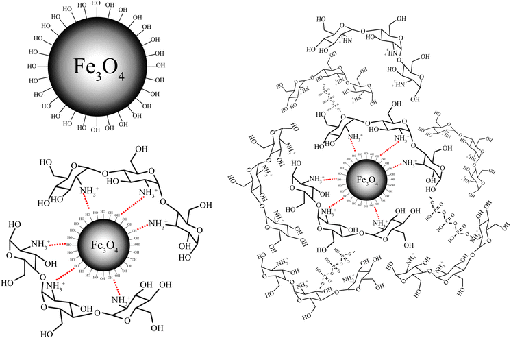 Synthesis optimization and characterization of chitosan-coated iron ...