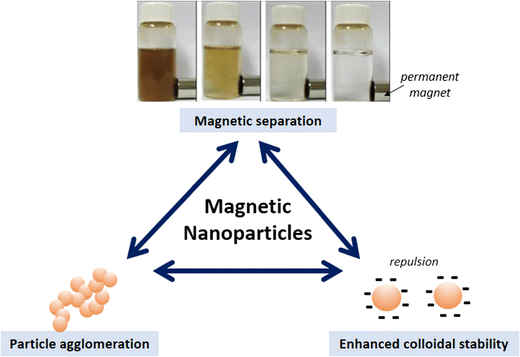 Agglomeration, colloidal stability, and magnetic separation of magnetic ...