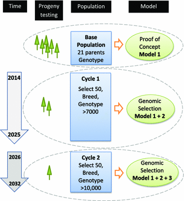 Genomic selection in forest tree breeding: the concept and an outlook to the future | SpringerLink