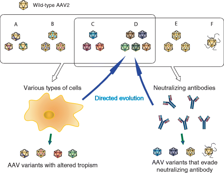 Designer Gene Delivery Vectors: Molecular Engineering and Evolution of ...