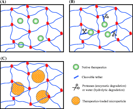 PEG Hydrogels for the Controlled Release of Biomolecules in ...