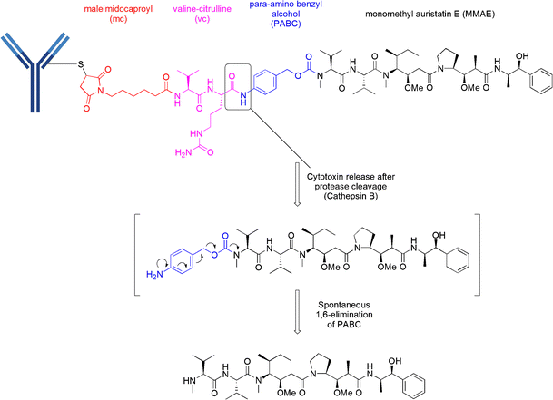 Current ADC Linker Chemistry | SpringerLink