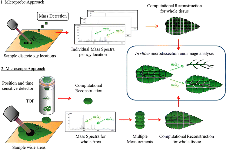 Mass spectrometry imaging for plant biology: a review | SpringerLink