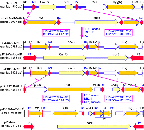 A Gateway-based platform for multigene plant transformation | SpringerLink