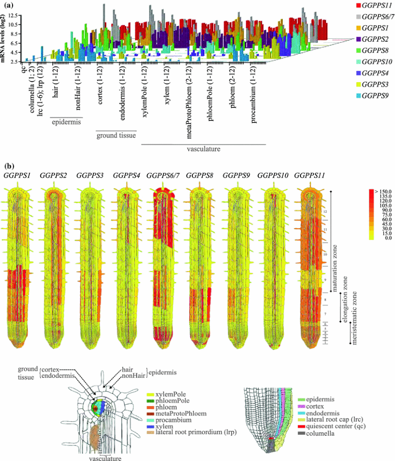 Characterization of the GGPP synthase gene family in Arabidopsis ...