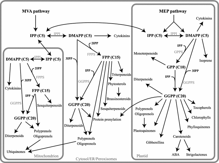 Characterization of the GGPP synthase gene family in Arabidopsis ...
