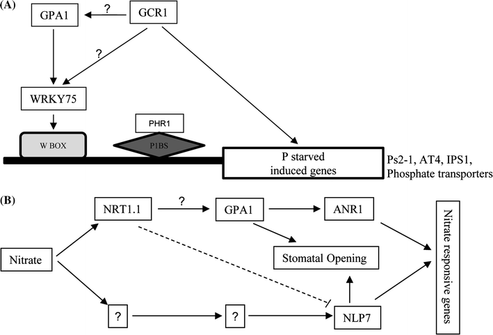 G-protein α-subunit (GPA1) regulates stress, nitrate and phosphate ...