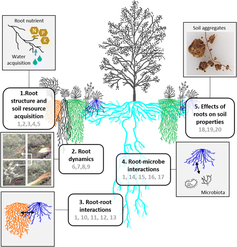 Frontiers in root ecology: recent advances and future challenges ...