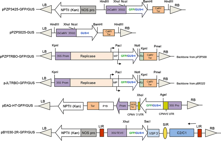 Comparison of Expression Vectors for Transient Expression of ...