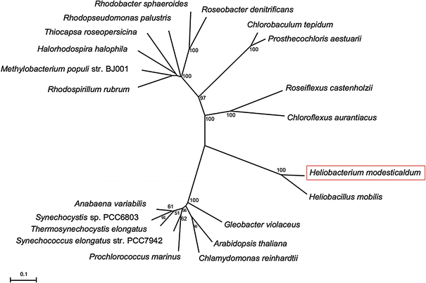 Insights into heliobacterial photosynthesis and physiology from the ...
