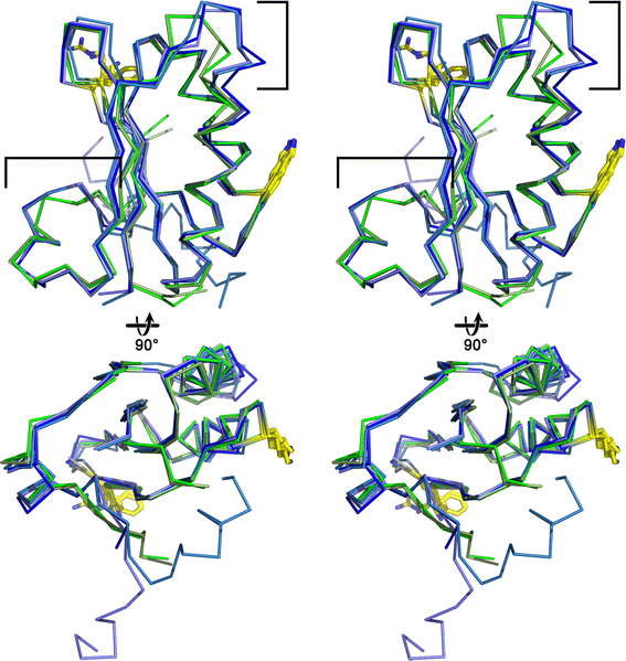 Comparative analysis of carboxysome shell proteins | SpringerLink