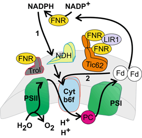 Interaction and electron transfer between ferredoxin–NADP+ ...