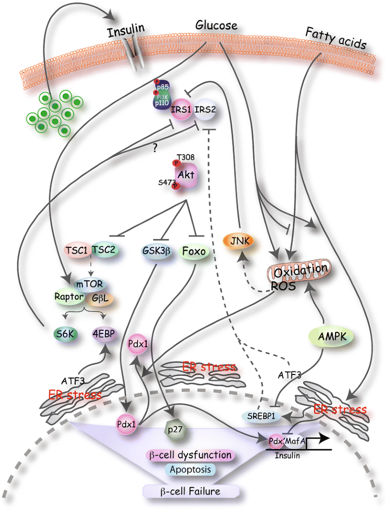 β-cell failure as a complication of diabetes | SpringerLink