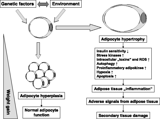 Adipocyte dysfunction, inflammation and metabolic syndrome | SpringerLink