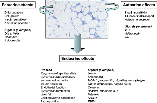 Adipocyte dysfunction, inflammation and metabolic syndrome | SpringerLink