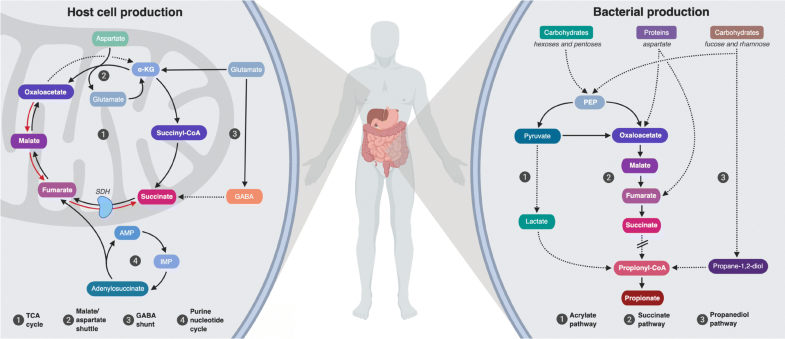 Gut microbiota-derived succinate: Friend or foe in human metabolic diseases? | SpringerLink