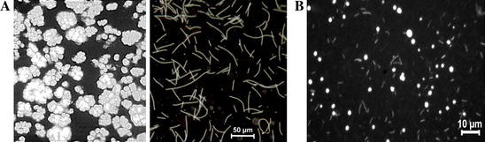 The roles of acetotrophic and hydrogenotrophic methanogens during ...