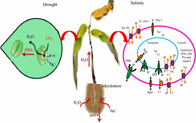 Roles of osmoprotectants in improving salinity and drought tolerance in ...