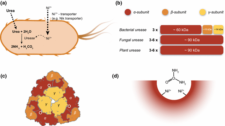 The molecular processes of urea hydrolysis in relation to ammonia ...