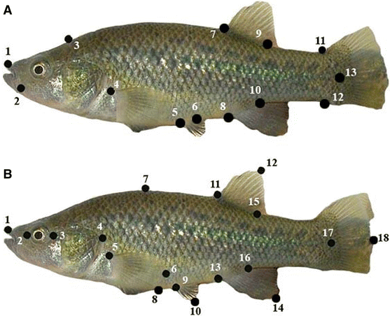 Population morphometric variation of the endemic freshwater killifish ...