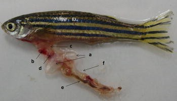 Zebrafish as a model organism for nutrition and growth: towards ...