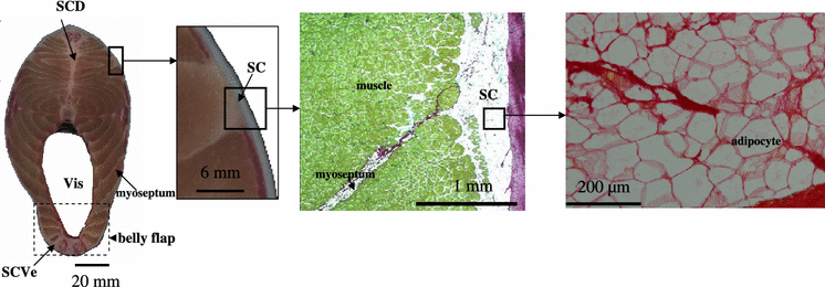 Characteristics and metabolism of different adipose tissues in fish ...