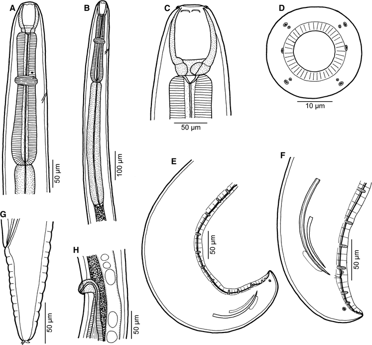 Procamallanus ( Procamallanus) spp. (Nematoda: Camallanidae) in fishes ...