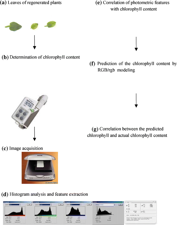 Estimation of the chlorophyll content of micropropagated potato plants ...