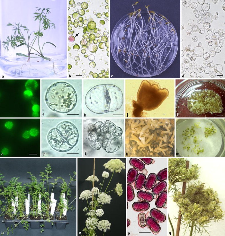An improved protocol for plant regeneration from leaf- and hypocotyl ...