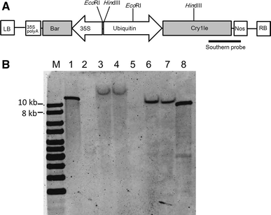 Overexpression of a novel Cry1Ie gene confers resistance to Cry1Ac ...
