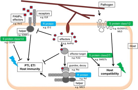 Silencing of six susceptibility genes results in potato late blight ...