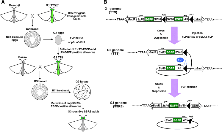 Highly efficient and inducible DNA excision in transgenic silkworms ...