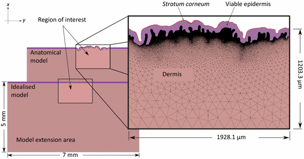 Skin Microstructure is a Key Contributor to Its Friction Behaviour ...