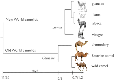 The history of Old World camelids in the light of molecular genetics ...