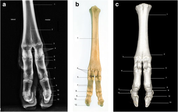 The radiographic anatomy of the normal ovine digit, the ...